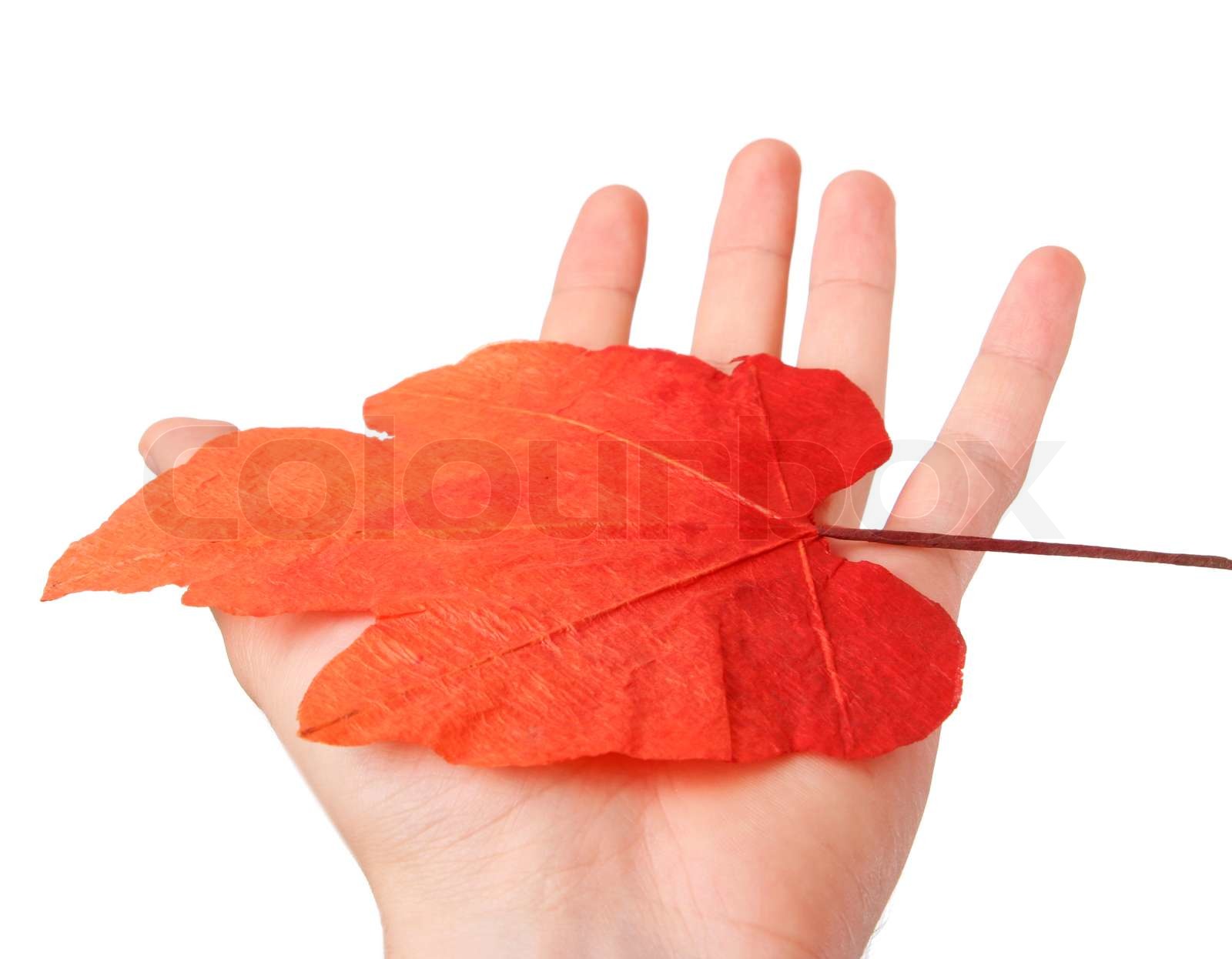 Leaf in a man hand | Stock image | Colourbox