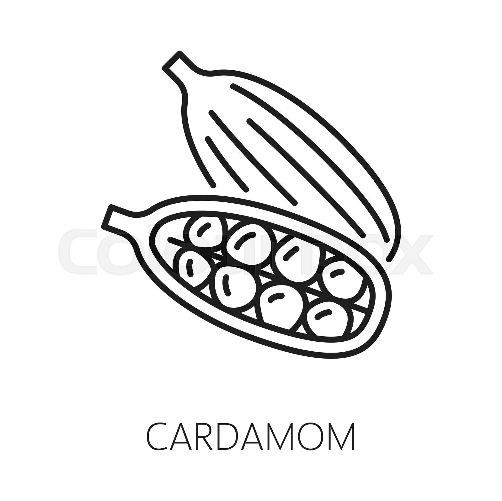 Cardamom pods and seeds isolated outline icon | Stock vector | Colourbox