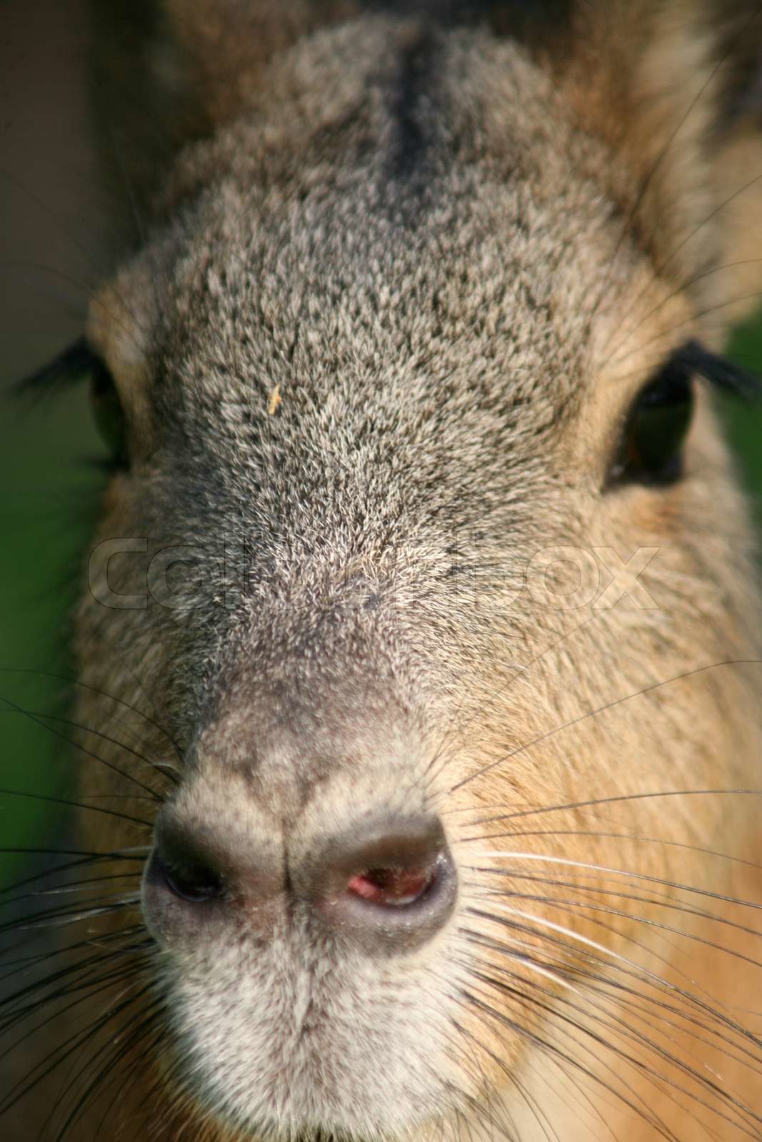 Close-up on kangaroos' head | Stock image | Colourbox