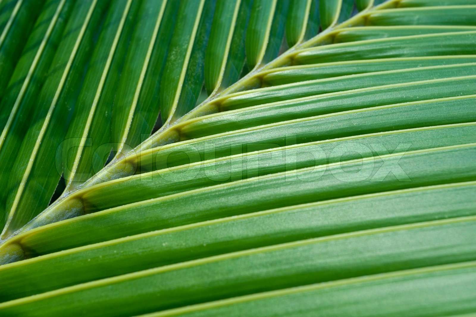 Green coconut leaf | Stock image | Colourbox