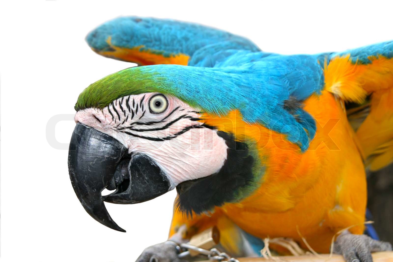 macaw parrot | Stock image | Colourbox