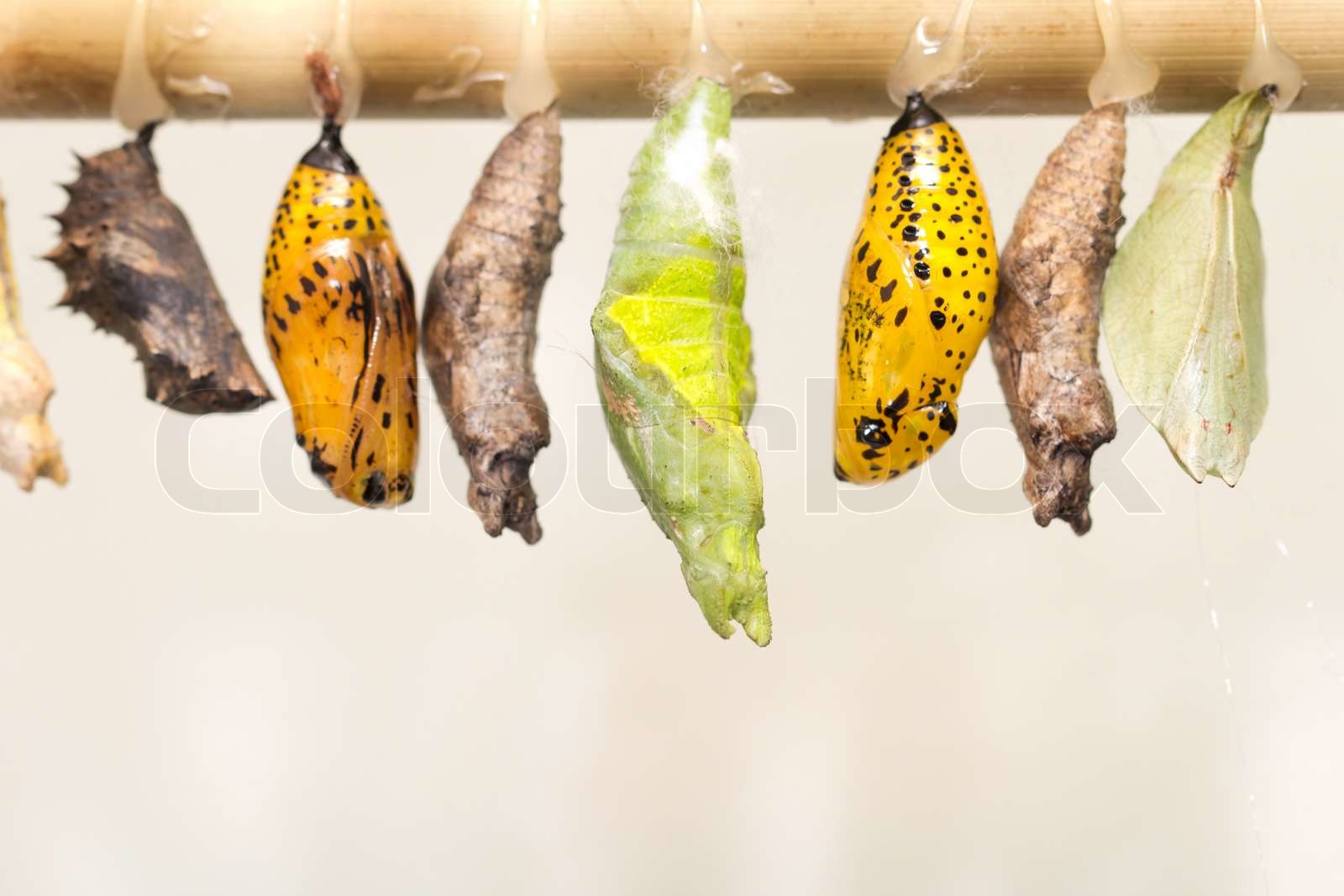 composite of various views of a monarch emerging from a chrysalis ...