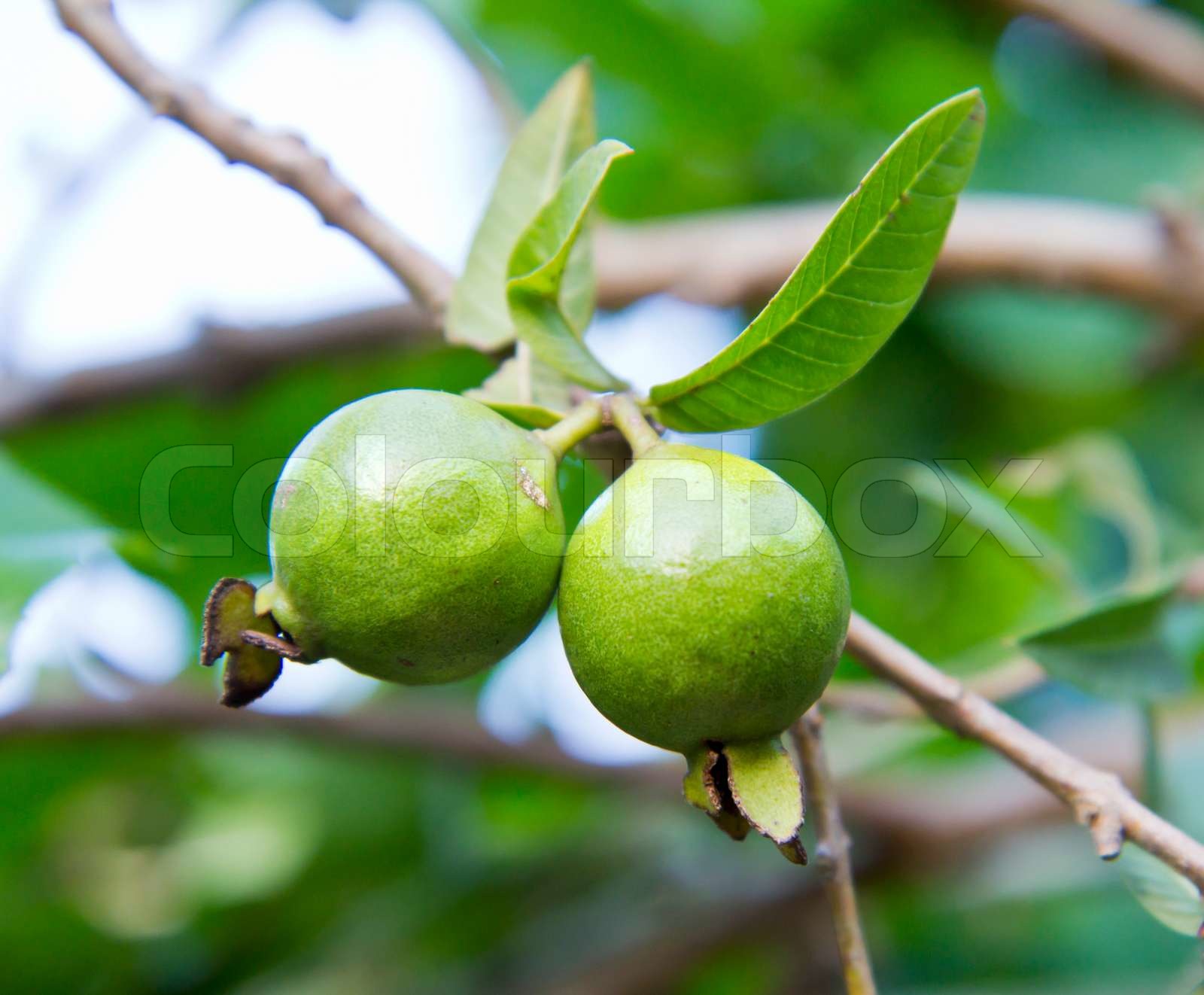 Guava on the tree | Stock image | Colourbox