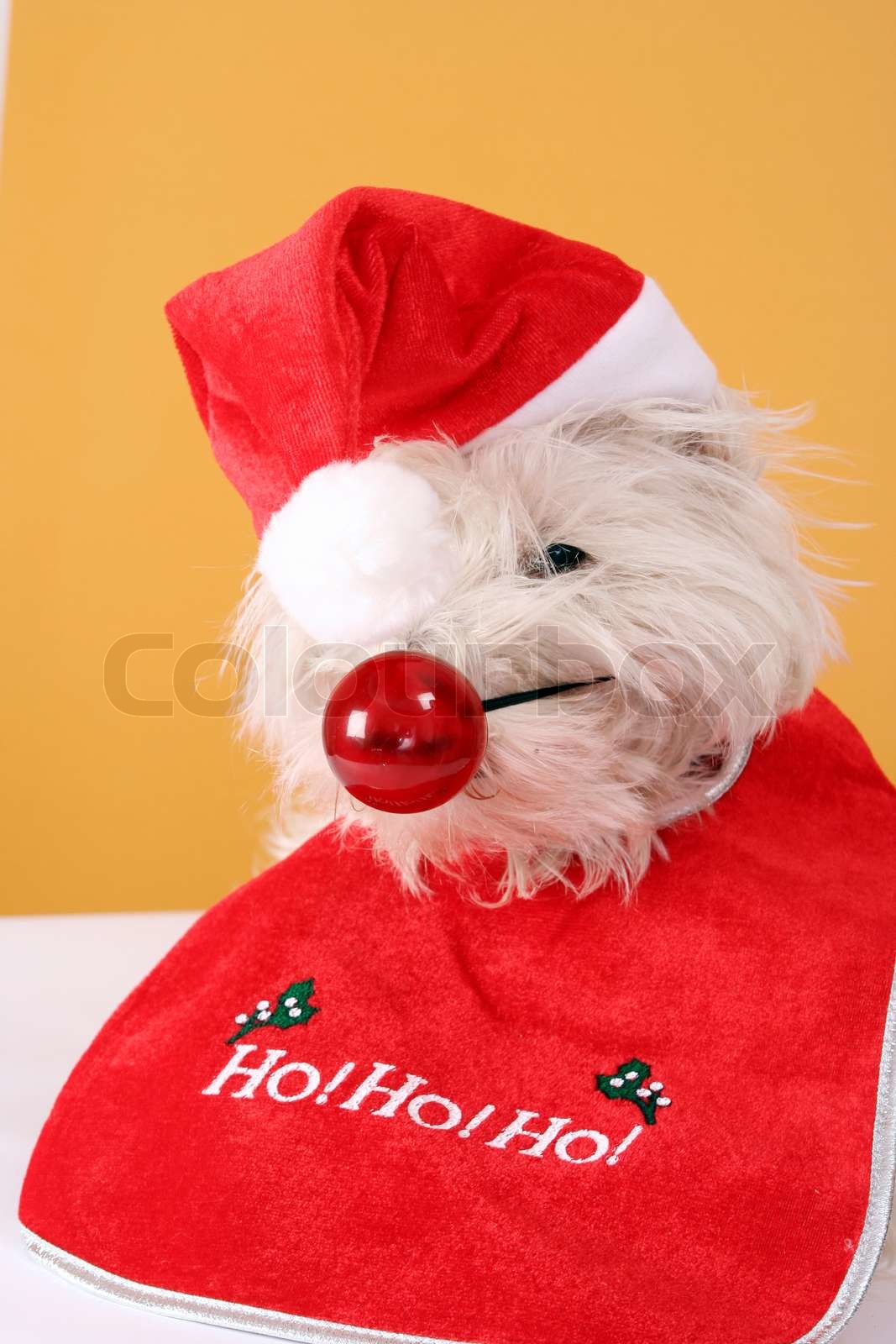 Fabelhafte Immer Rote Nase Bilder