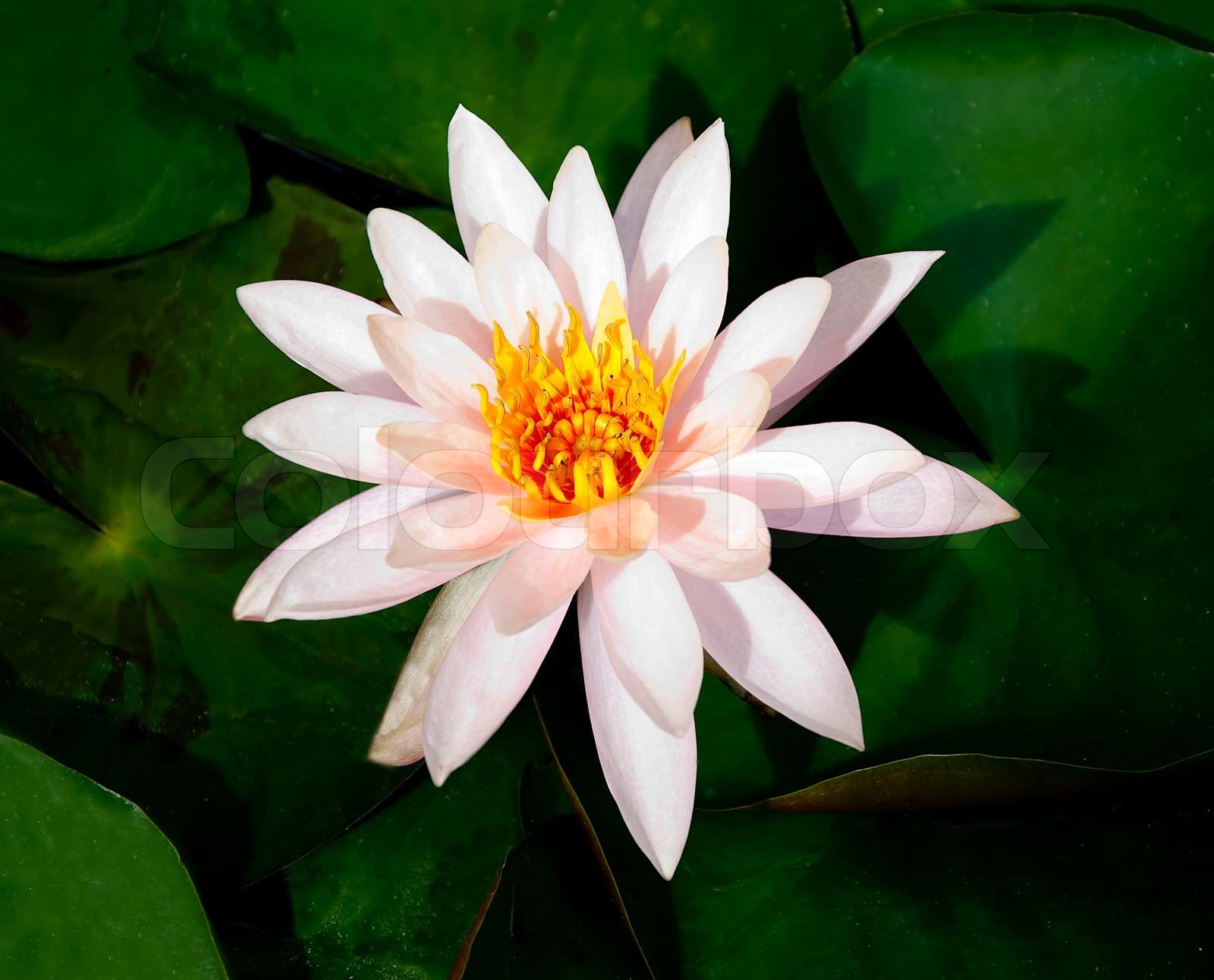 The White lotus | Stock image | Colourbox
