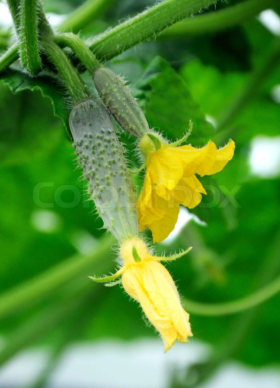 cucumber's ovary | Stock image | Colourbox