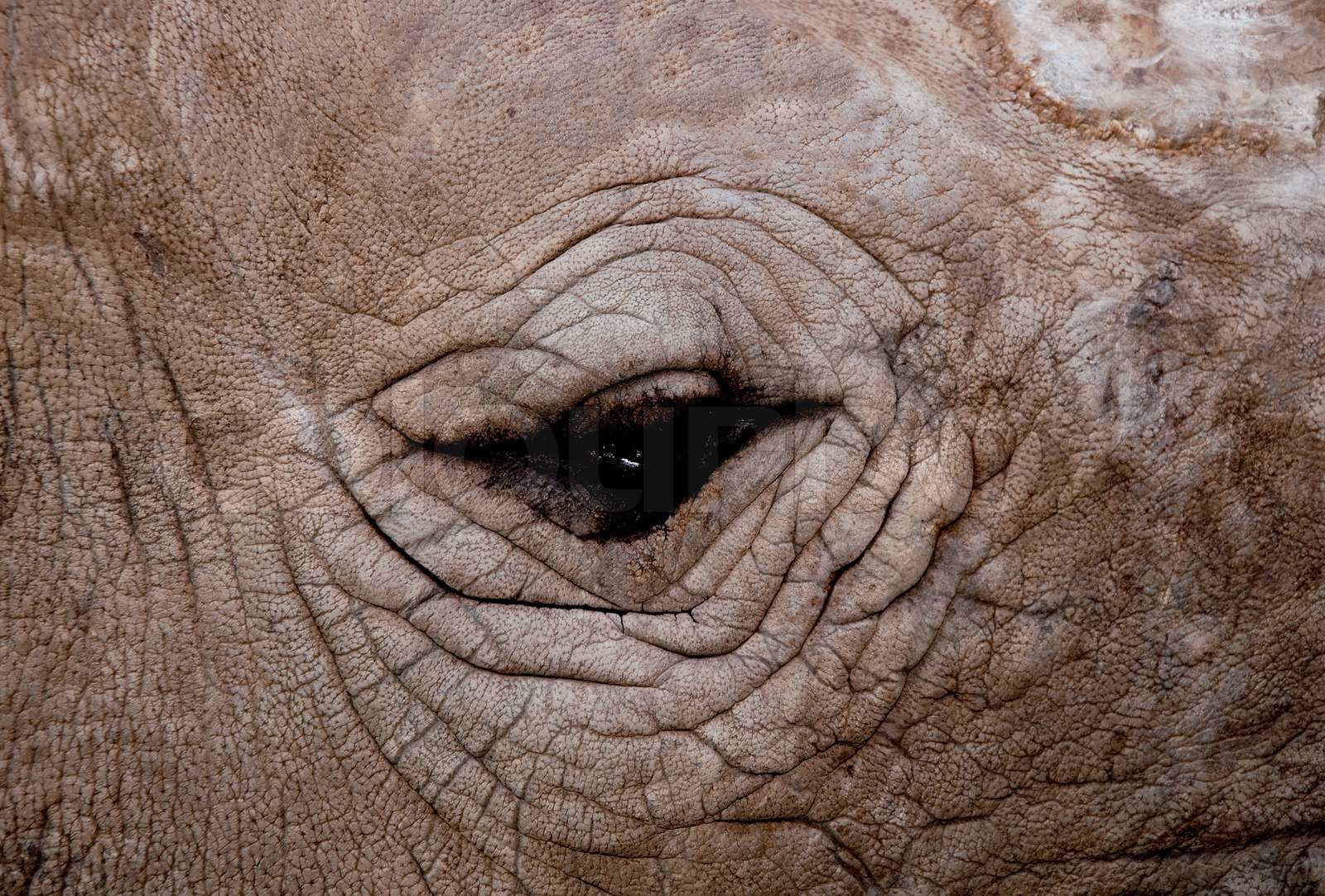 The Closeup eye of rhinoceros | Stock image | Colourbox