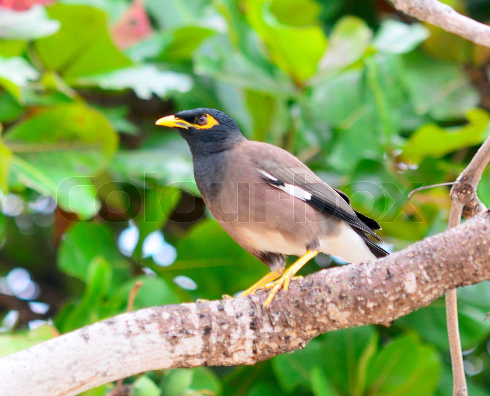 common myna | Stock image | Colourbox