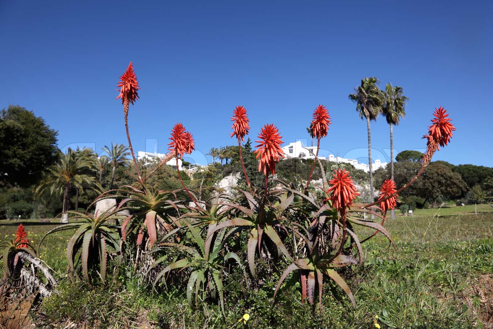 Aloe vera Blumen in Andalusien, Spanien | Stock Bild | Colourbox