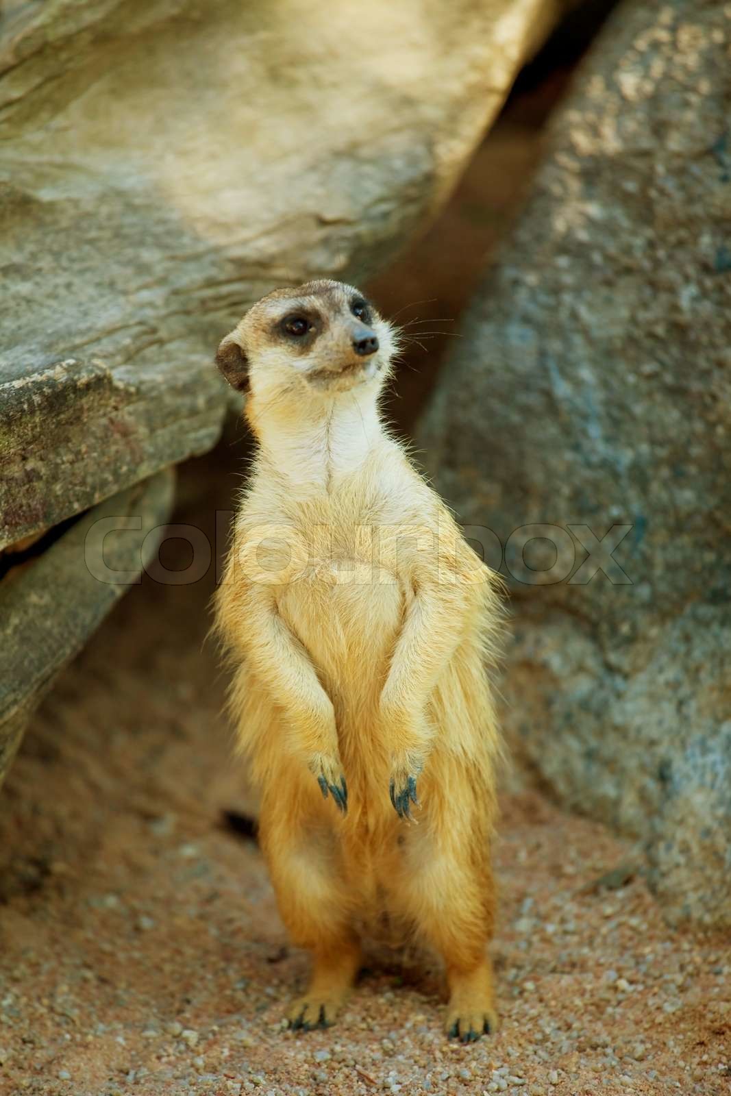 Meerkat standing | Stock image | Colourbox