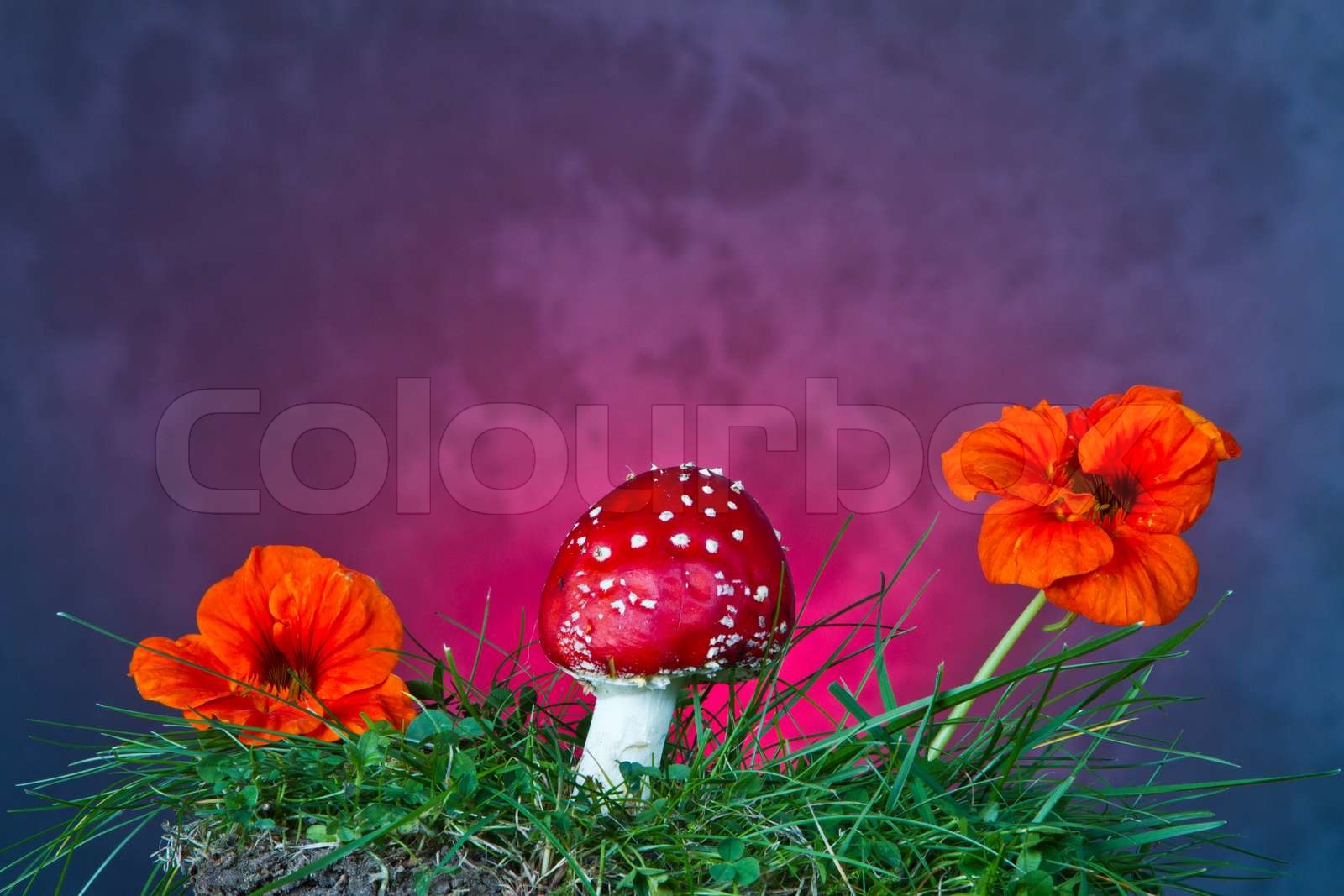 Mushroom and flower | Stock image | Colourbox