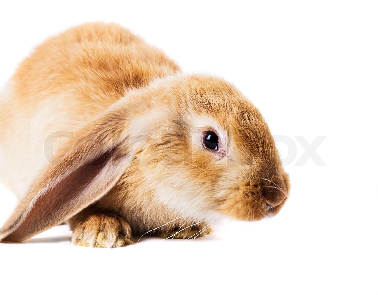 Cute red rabbit | Stock image | Colourbox