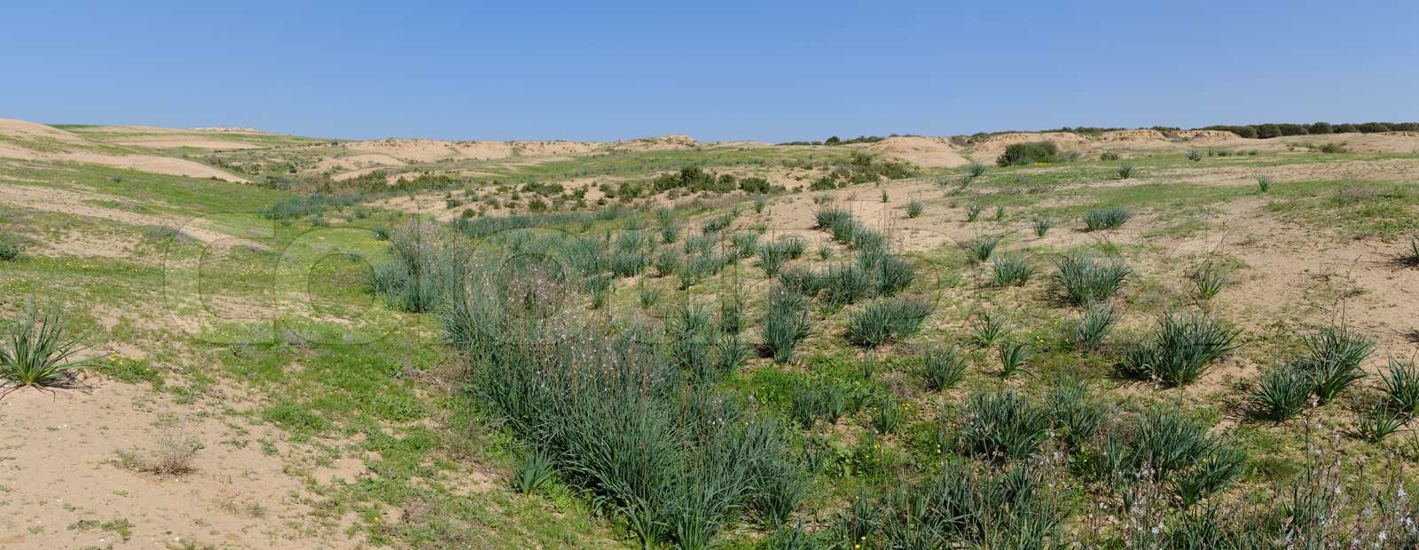 Desert covered with ephemeral plants in spring | Stock image | Colourbox