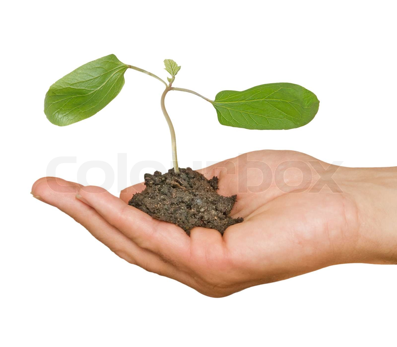 tree in hands | Stock image | Colourbox