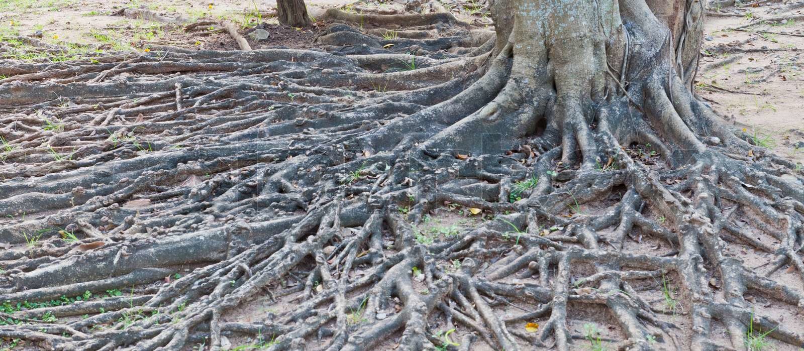 Tropical Baumwurzel | Stock Bild | Colourbox