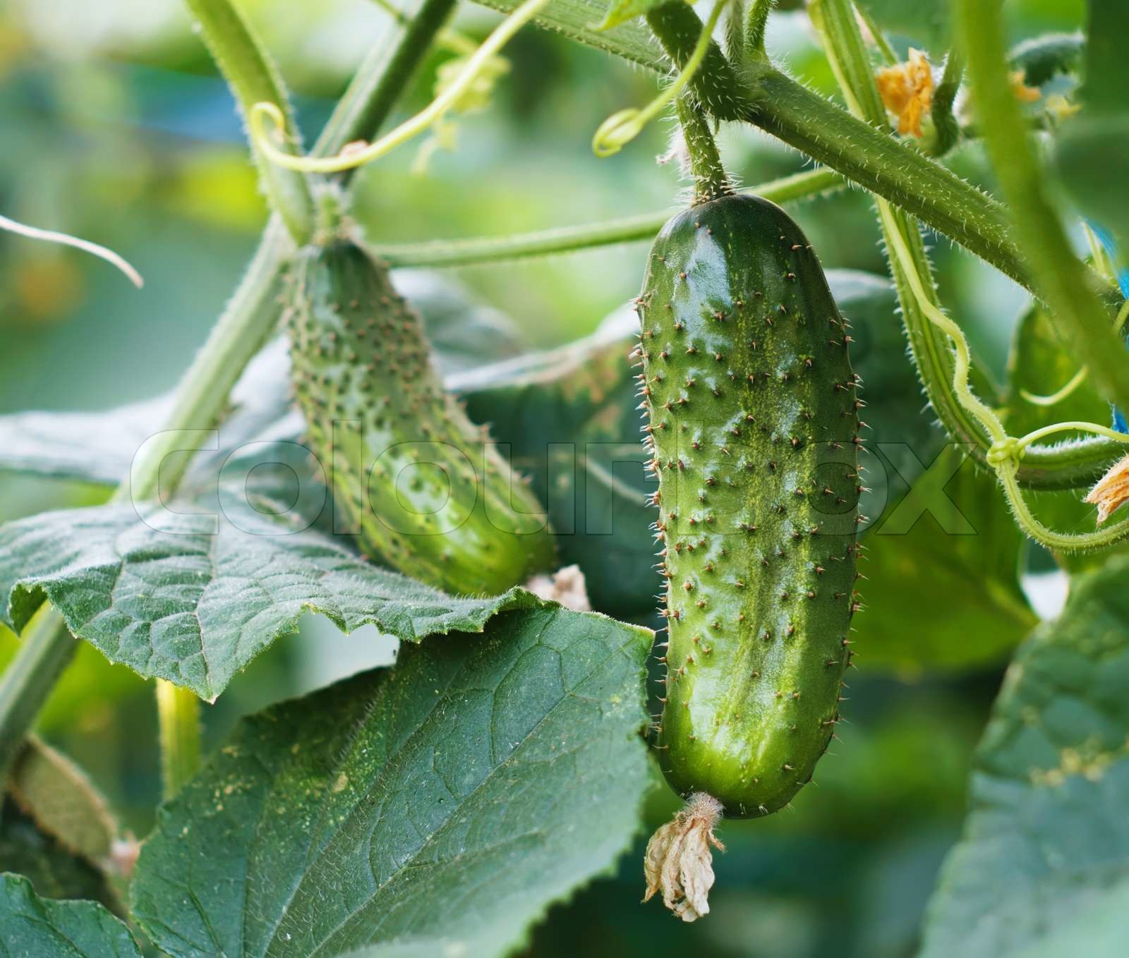 Gurke | Stock Bild | Colourbox