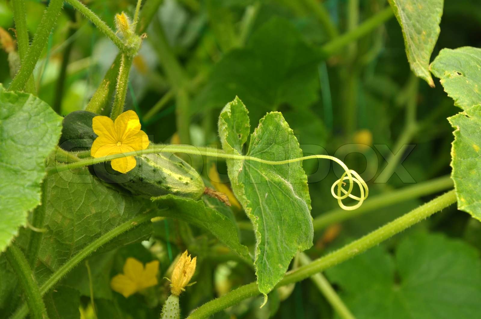 tendril of cucumber | Stock image | Colourbox