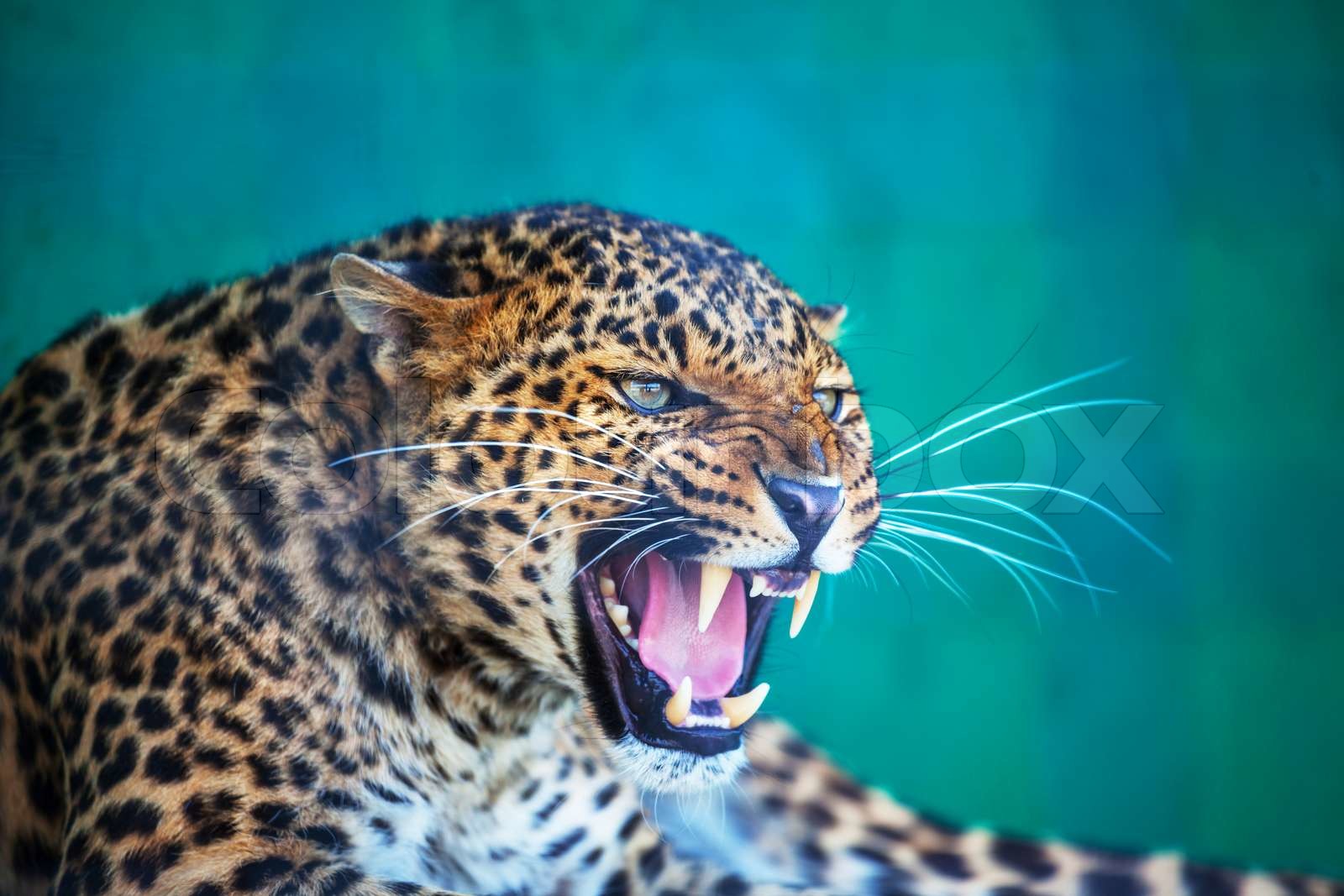 Leopard | Stock foto | Colourbox