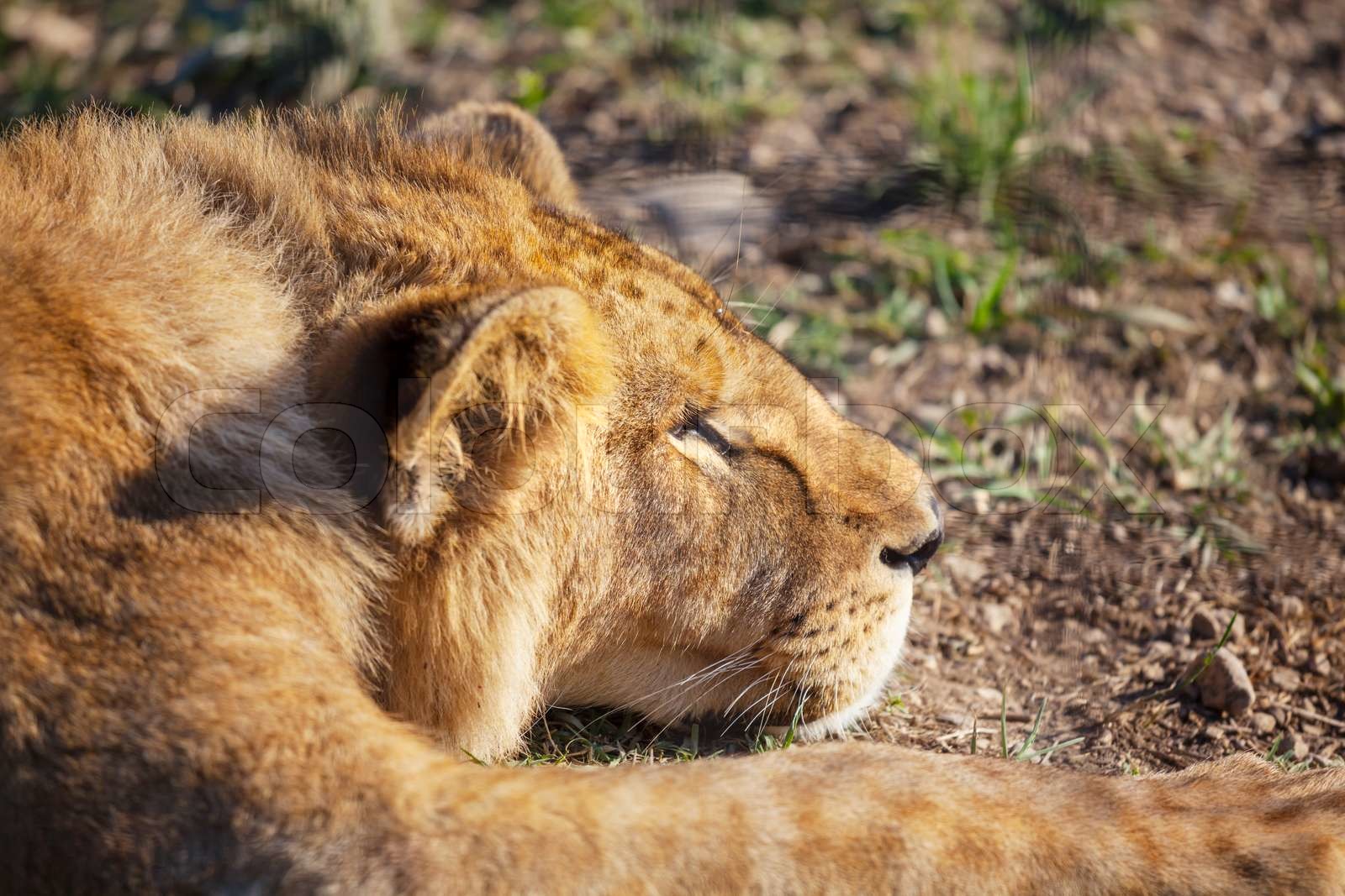 Lion | Stock image | Colourbox