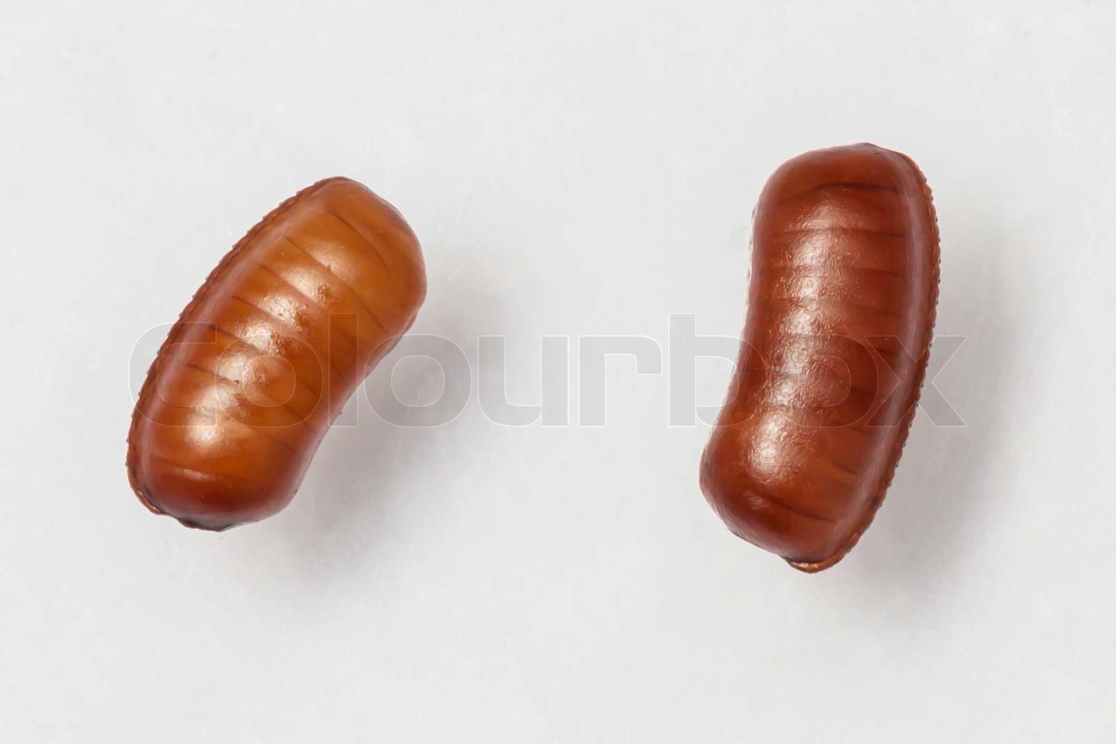 Smooth cockroach - Symploce pallens egg sacks | Stock image | Colourbox
