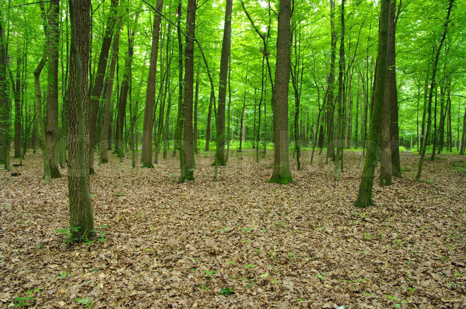 forest | Stock image | Colourbox