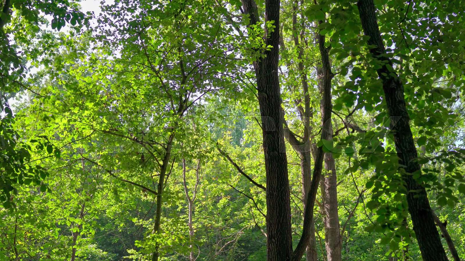 Green forest scenery with the sun casting beautiful rays through the ...