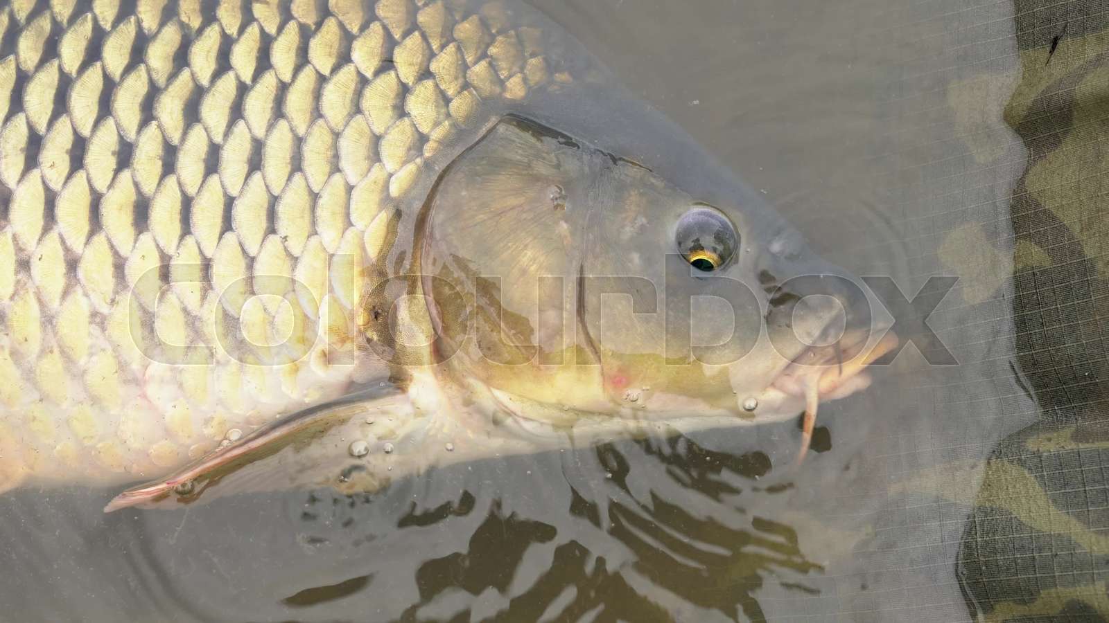Carp head with mustache breathing in water. Large freshwater fish with ...
