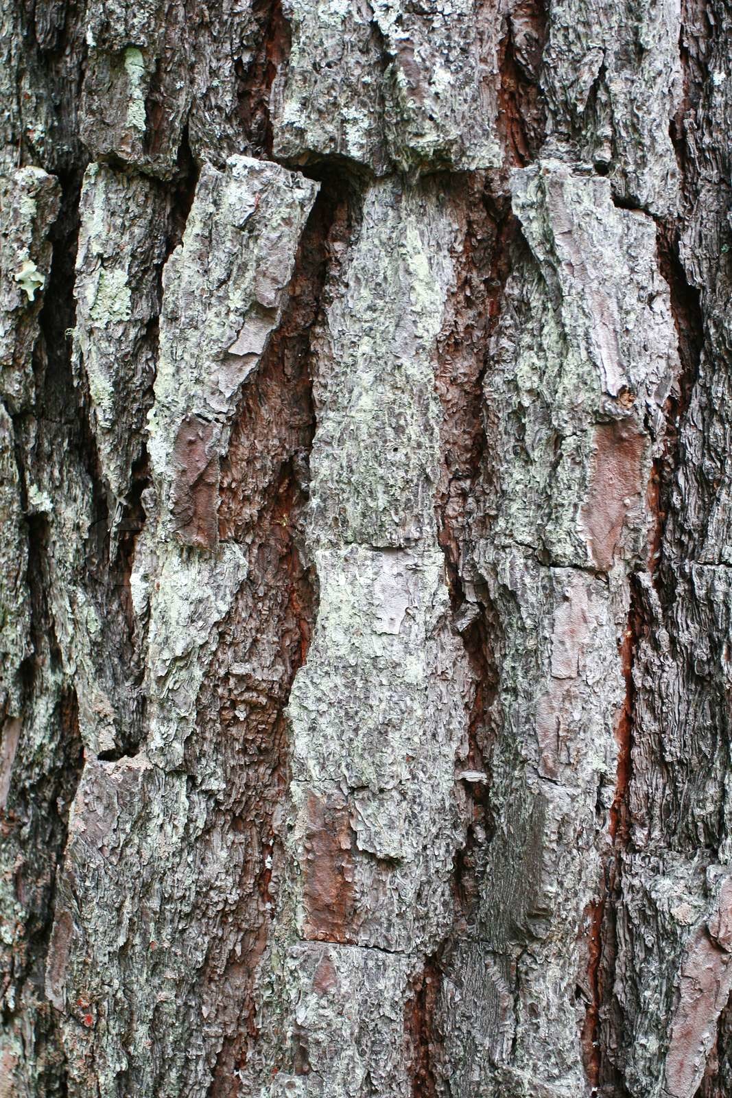 Baumrinde Textur | Stock Bild | Colourbox