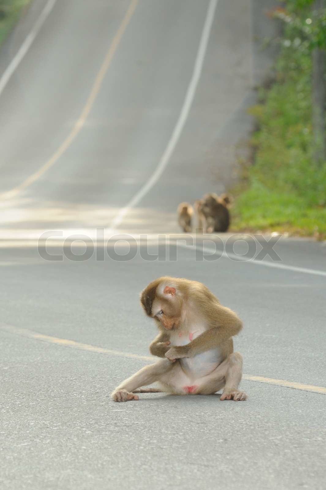 The monkeys relax | Stock image | Colourbox
