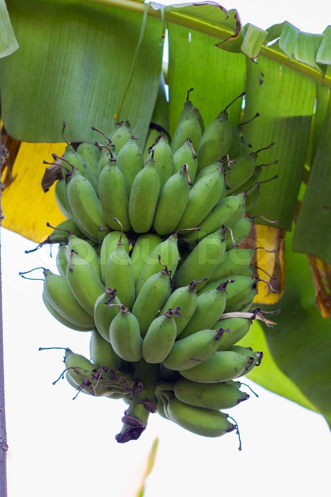 ripe banana on tree | Stock image | Colourbox