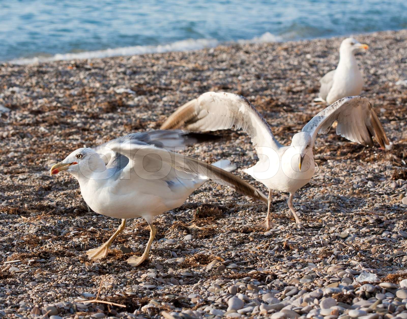 seagulls on the beach | Stock image | Colourbox