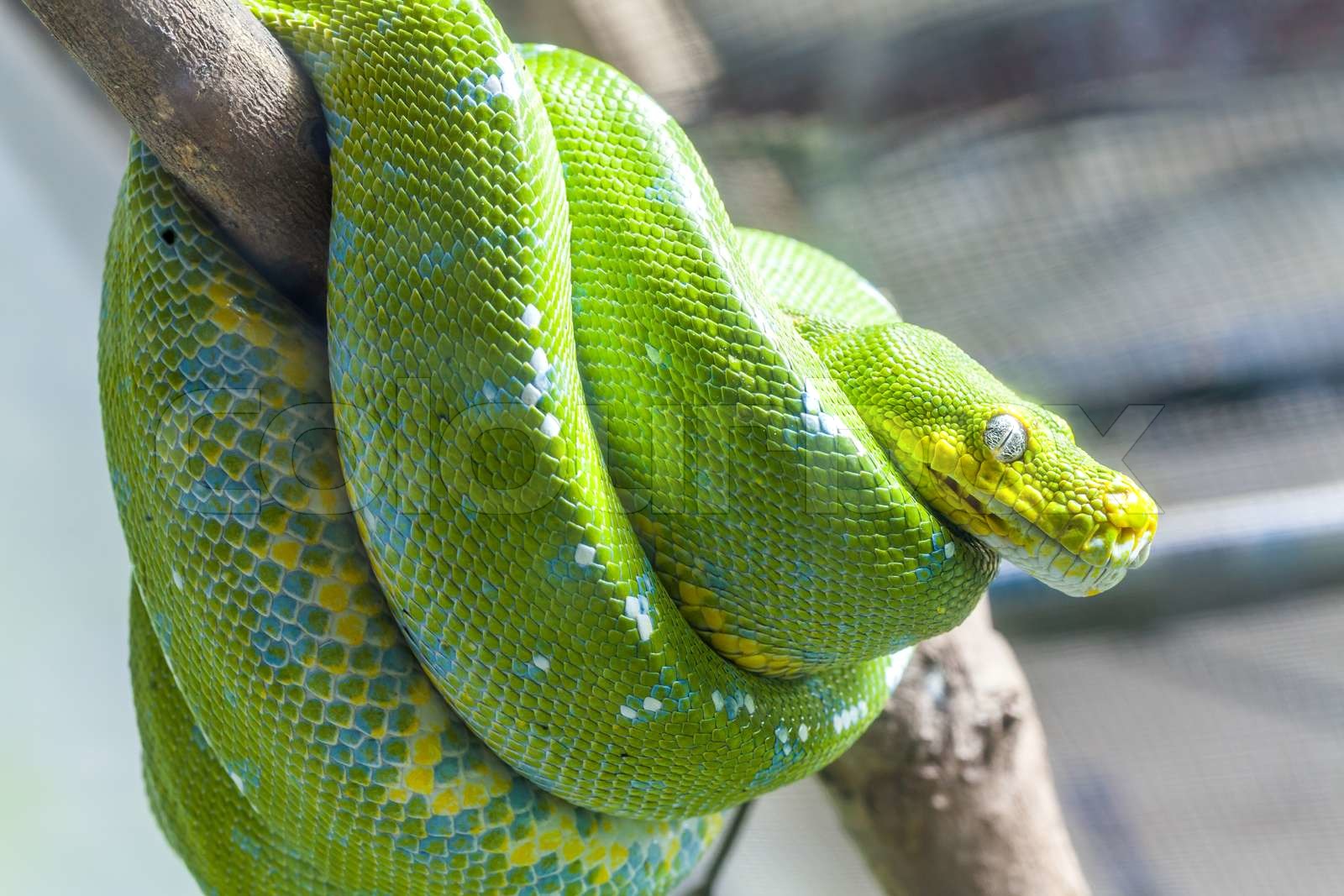 Green Snake | Stock image | Colourbox