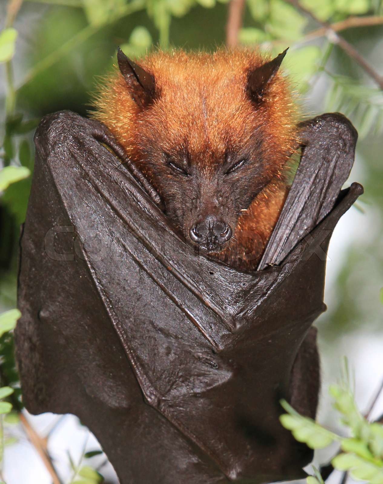 Flying Foxes | Stock image | Colourbox