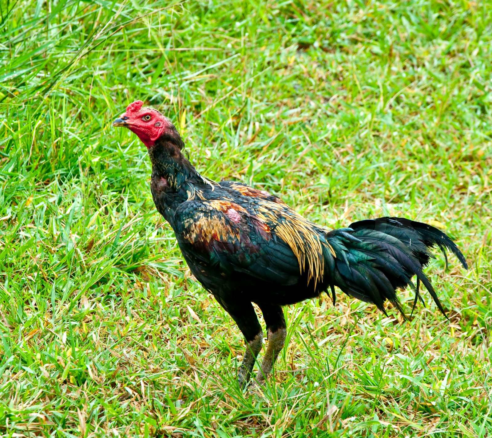 das Huhn | Stock Bild | Colourbox