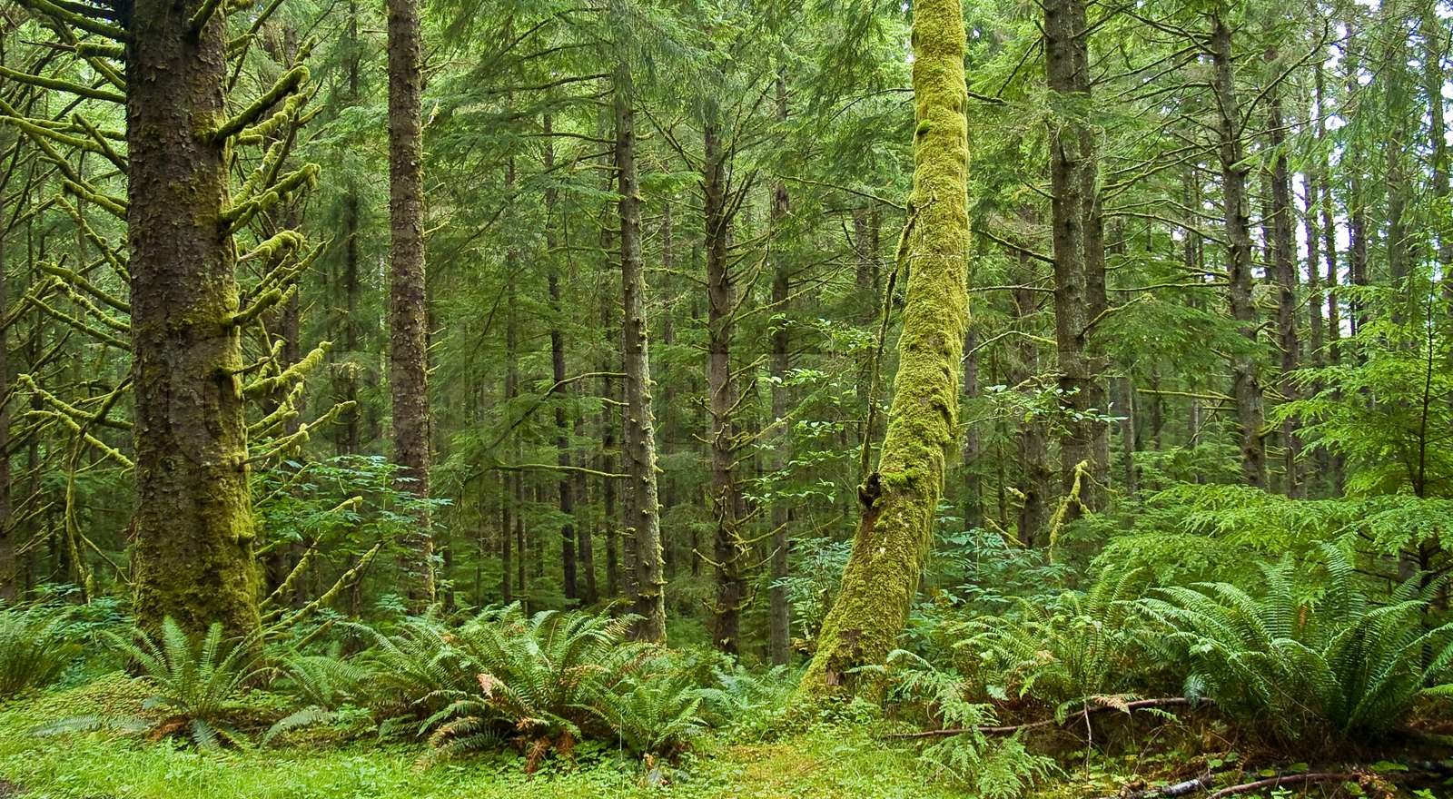 Green Rainforest Thick with Moss and Lush Plants At Ecola State Park ...