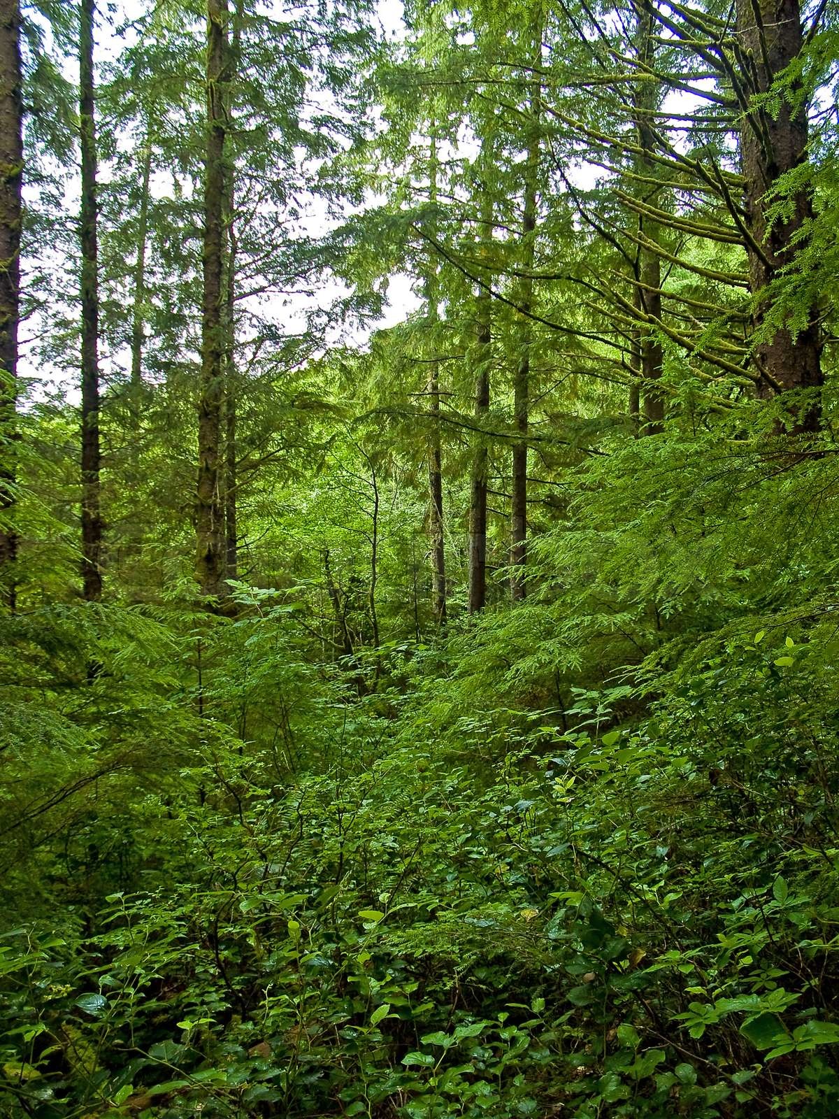 Green Rainforest Thick with Moss and Lush Plants At Ecola State Park ...