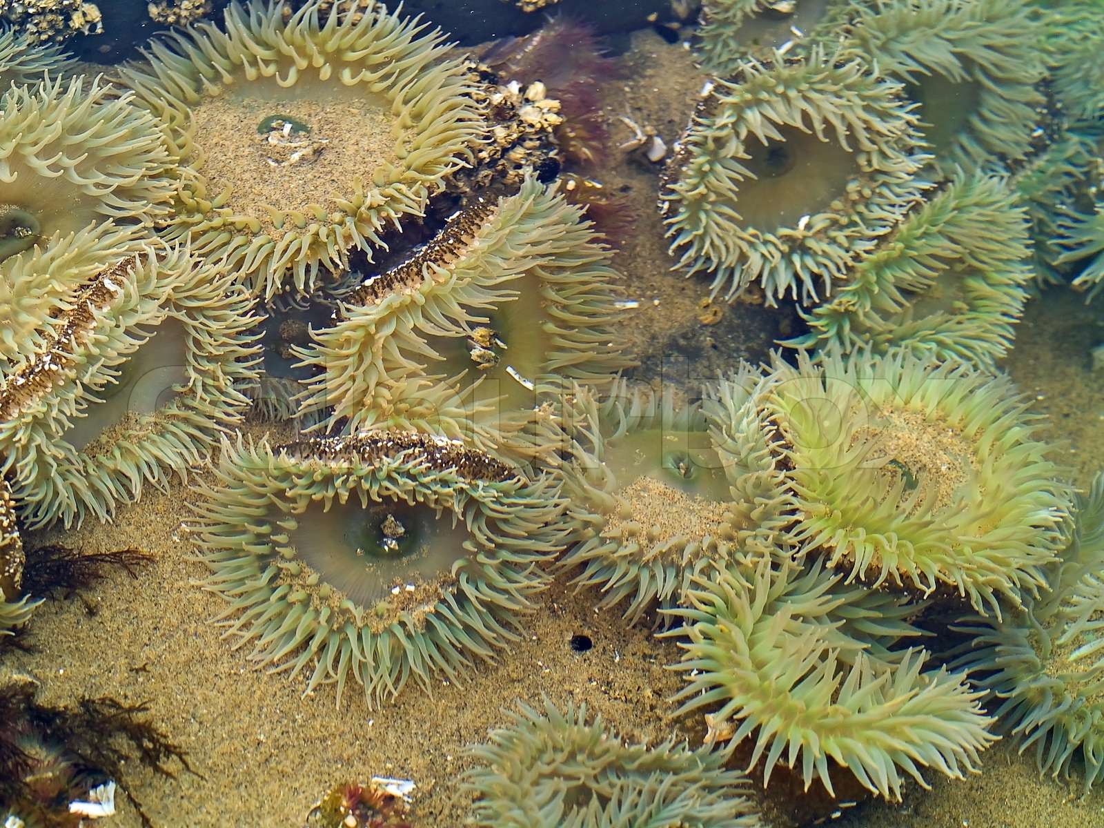 A Bed of Sea Anemones at Cannon Beach on the Oregon Coast USA | Stock ...