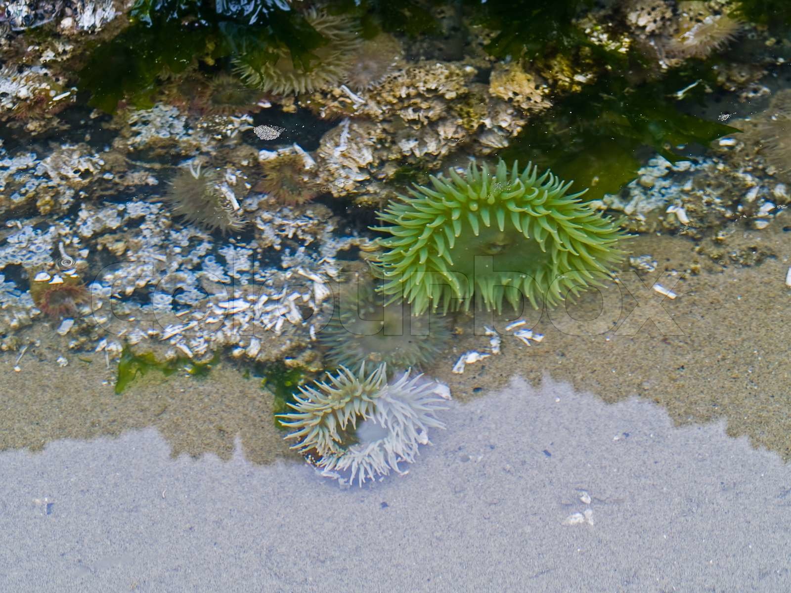 A Bed of Sea Anemones at Cannon Beach on the Oregon Coast USA | Stock ...