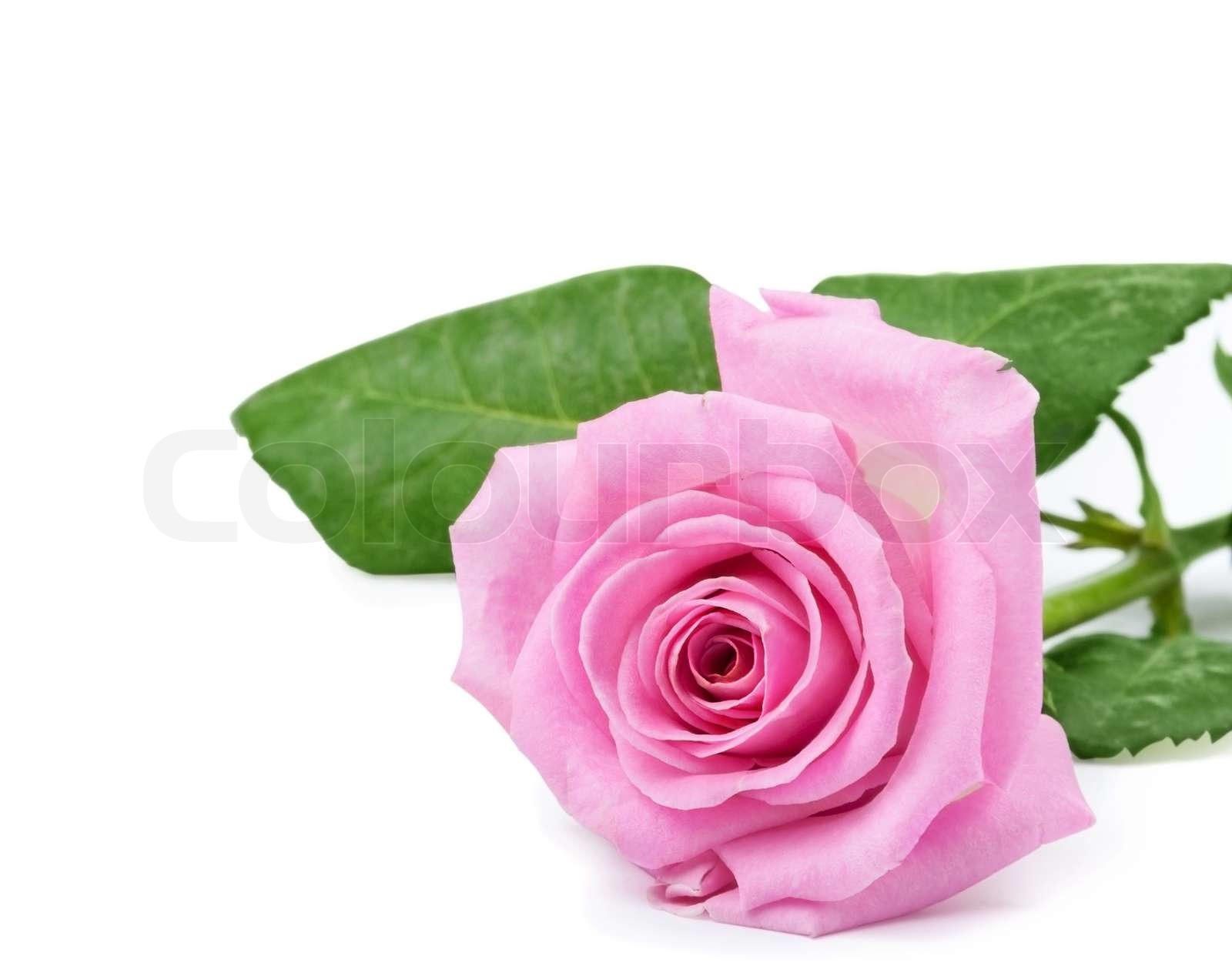 One pink rose | Stock image | Colourbox