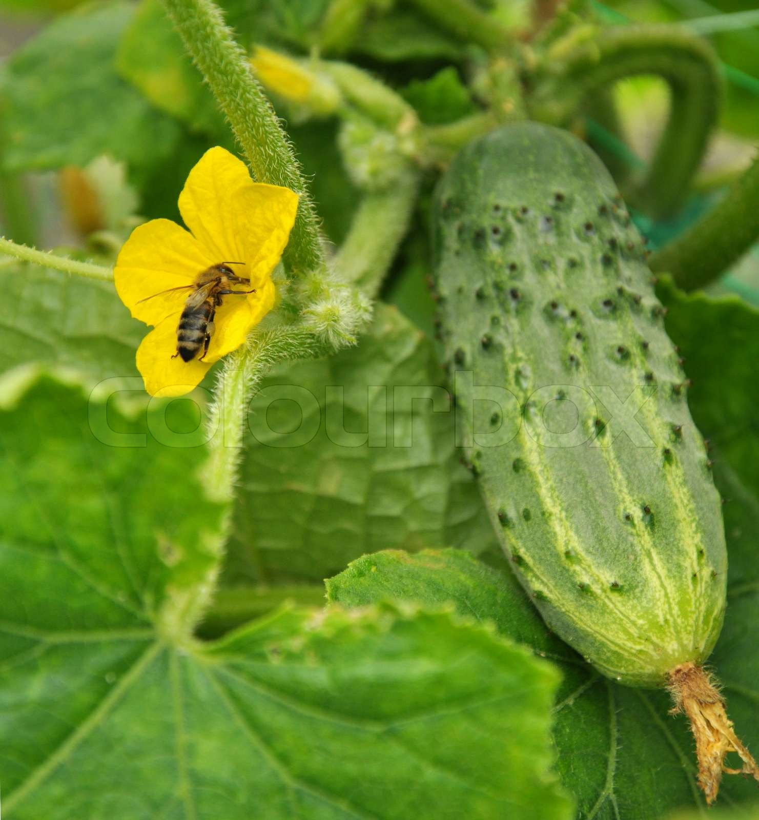 Bee in the flower of cucumber | Stock image | Colourbox