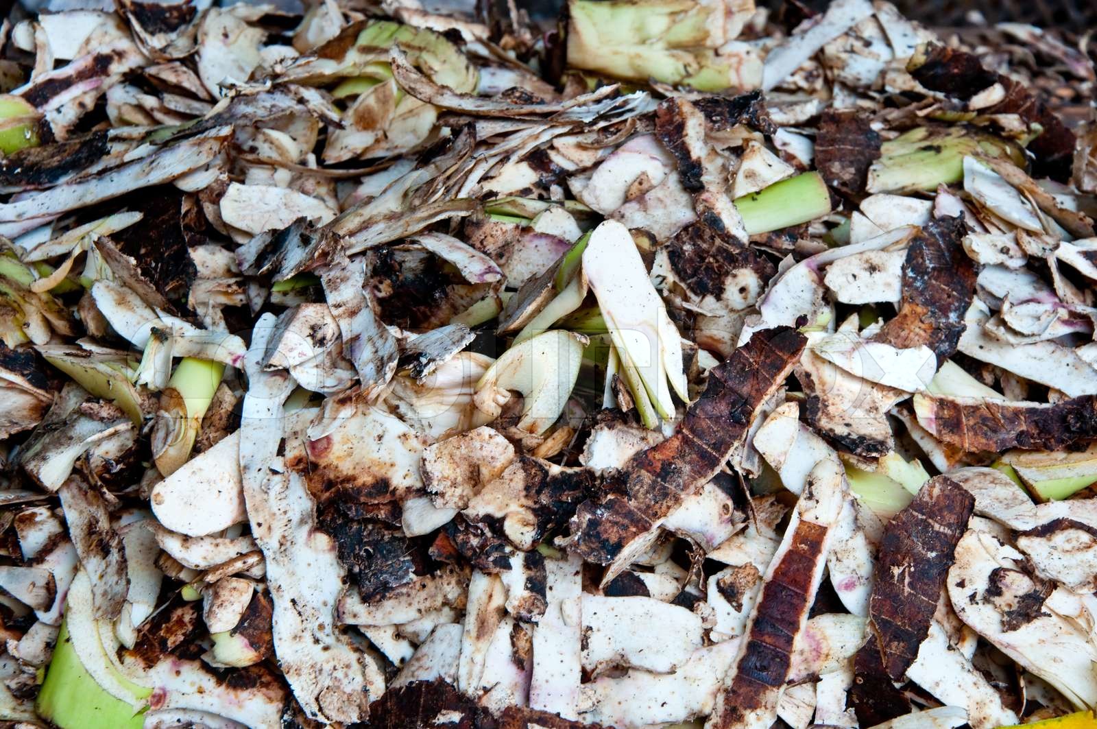 The Peel of taro | Stock image | Colourbox