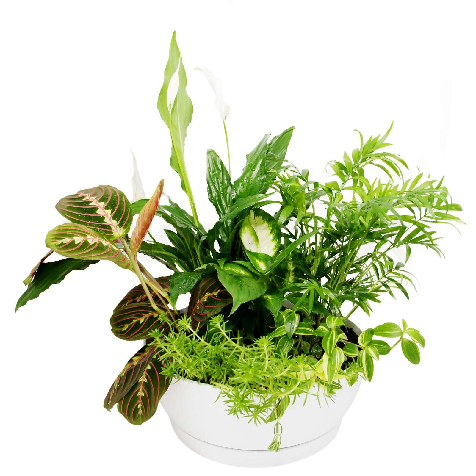 Group houseplants | Stock image | Colourbox