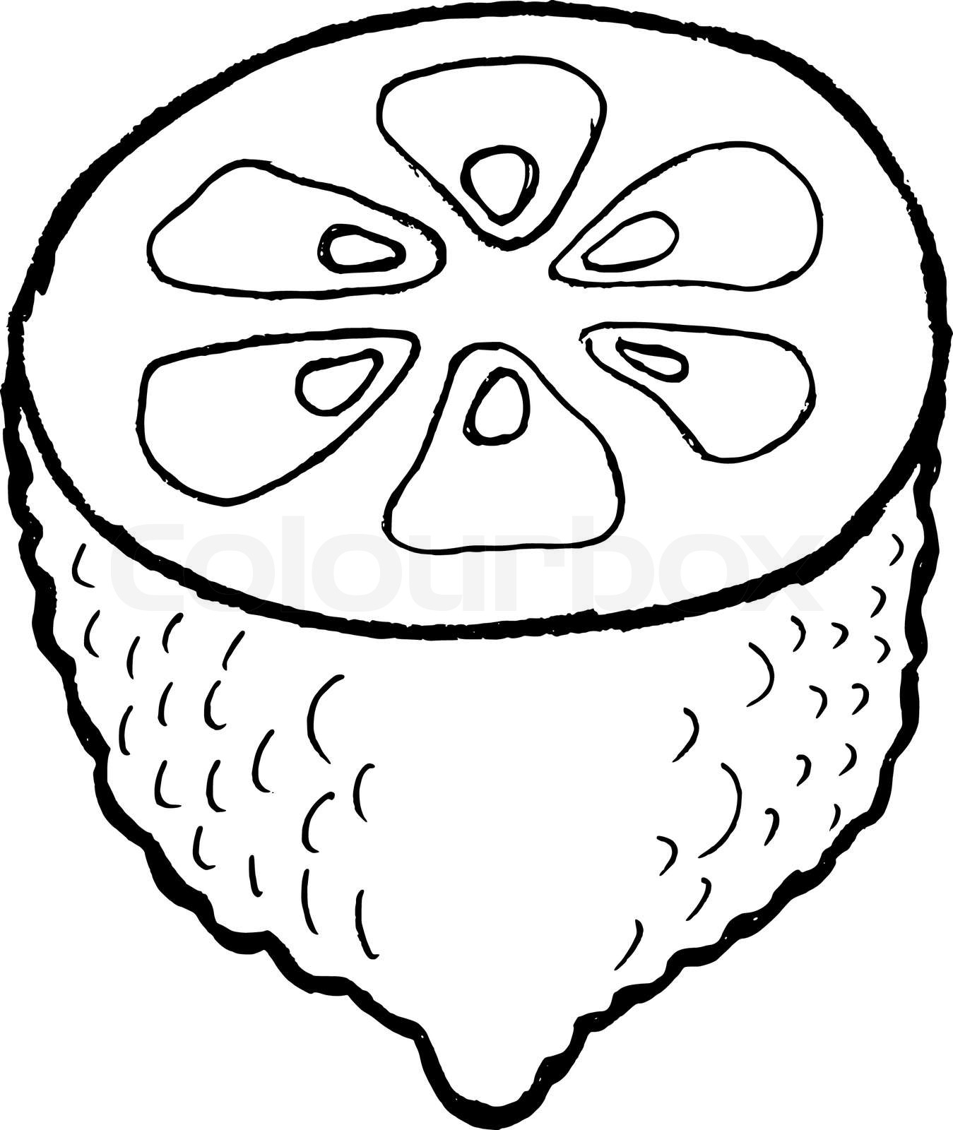 Zitrone | Stock-Vektor | Colourbox