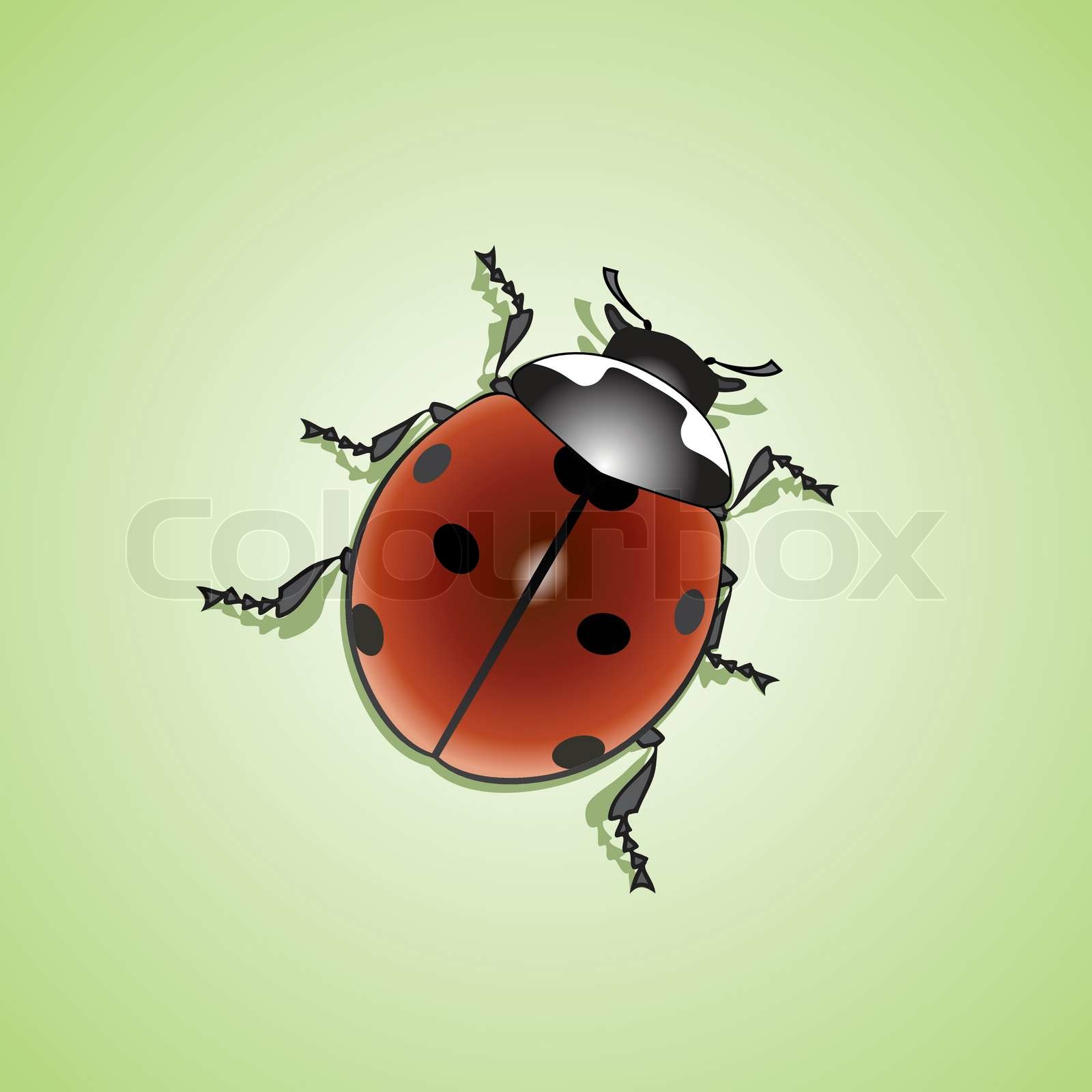 Ladybug Stock Vector Colourbox