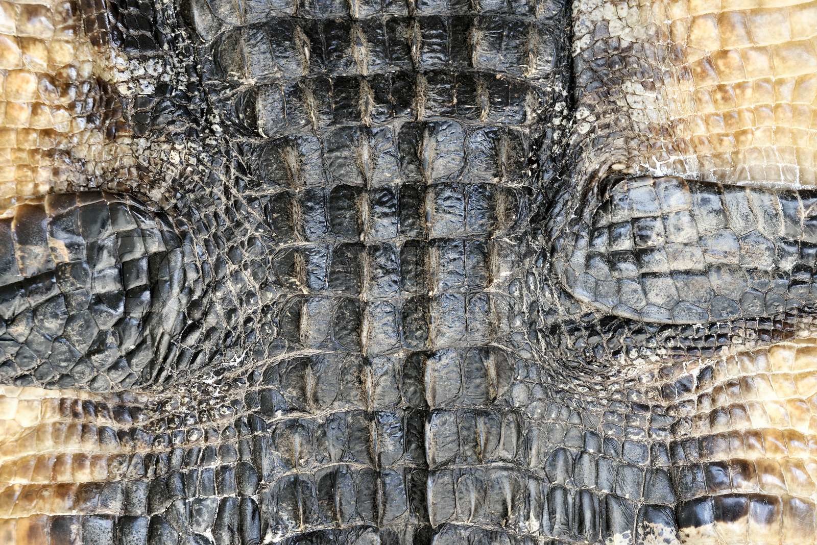 Alligator Skin | Stock image | Colourbox