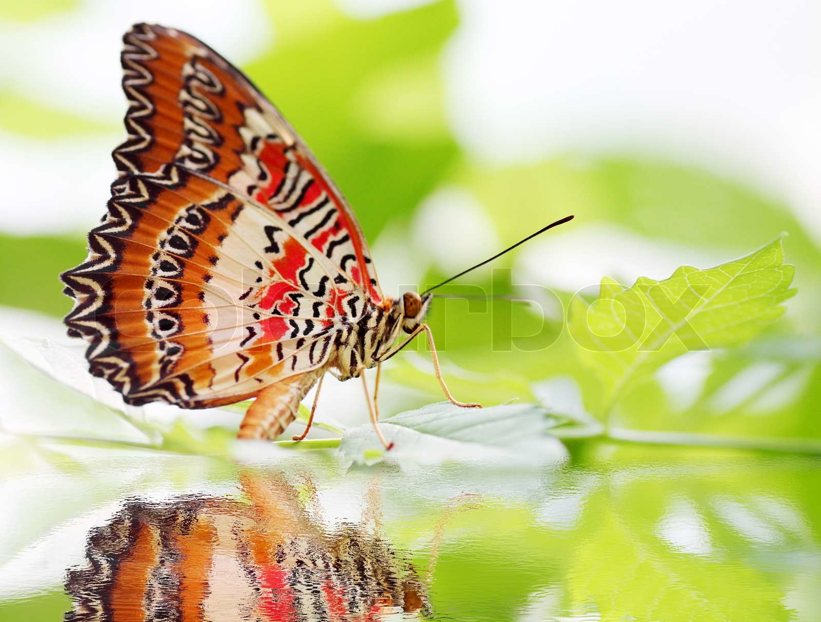 butterfly Red Lacewing | Stock image | Colourbox