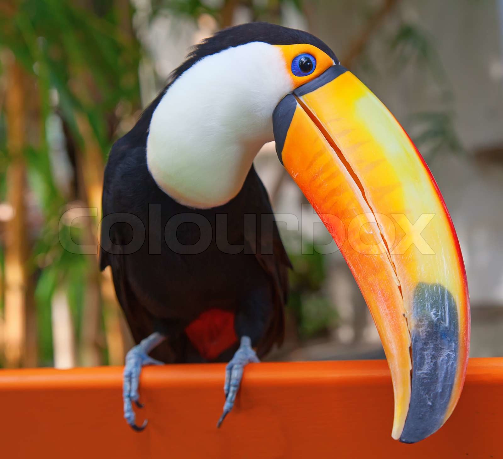 Colorful tucan | Stock image | Colourbox