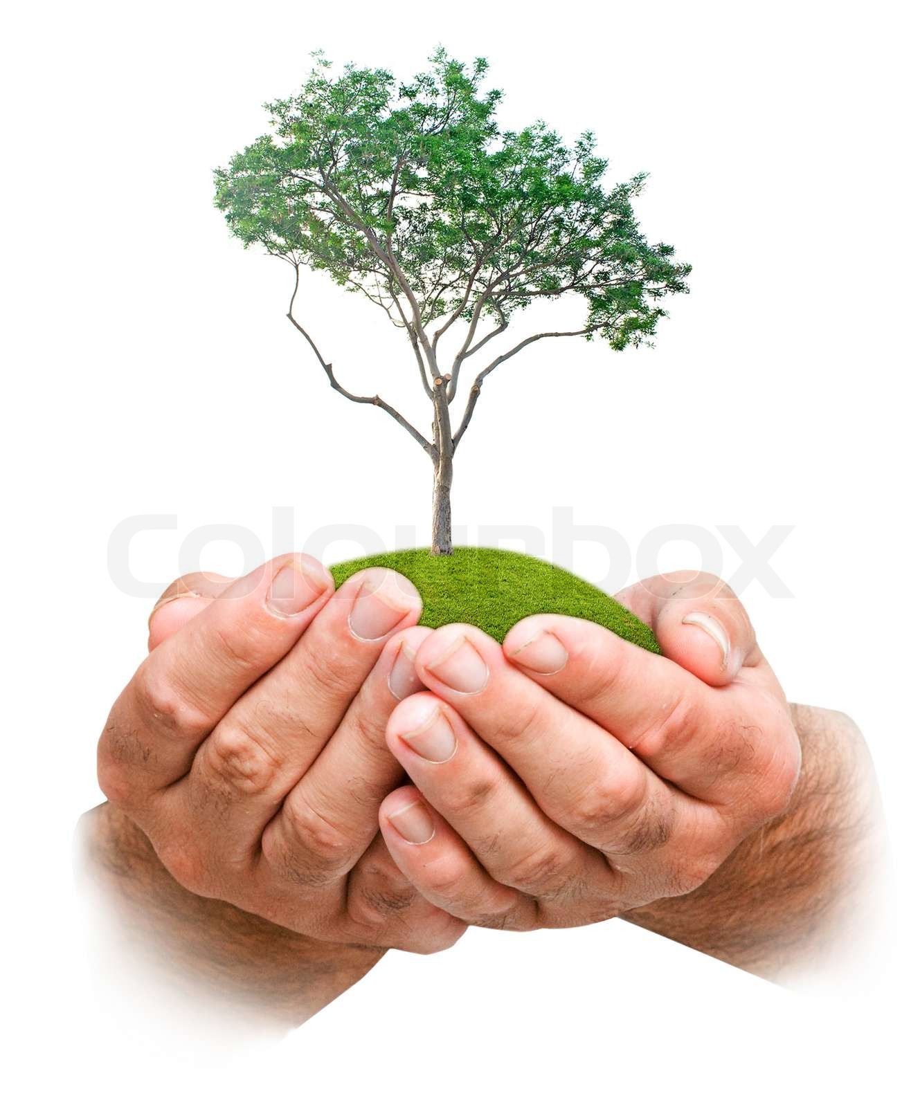 tree in hands | Stock image | Colourbox