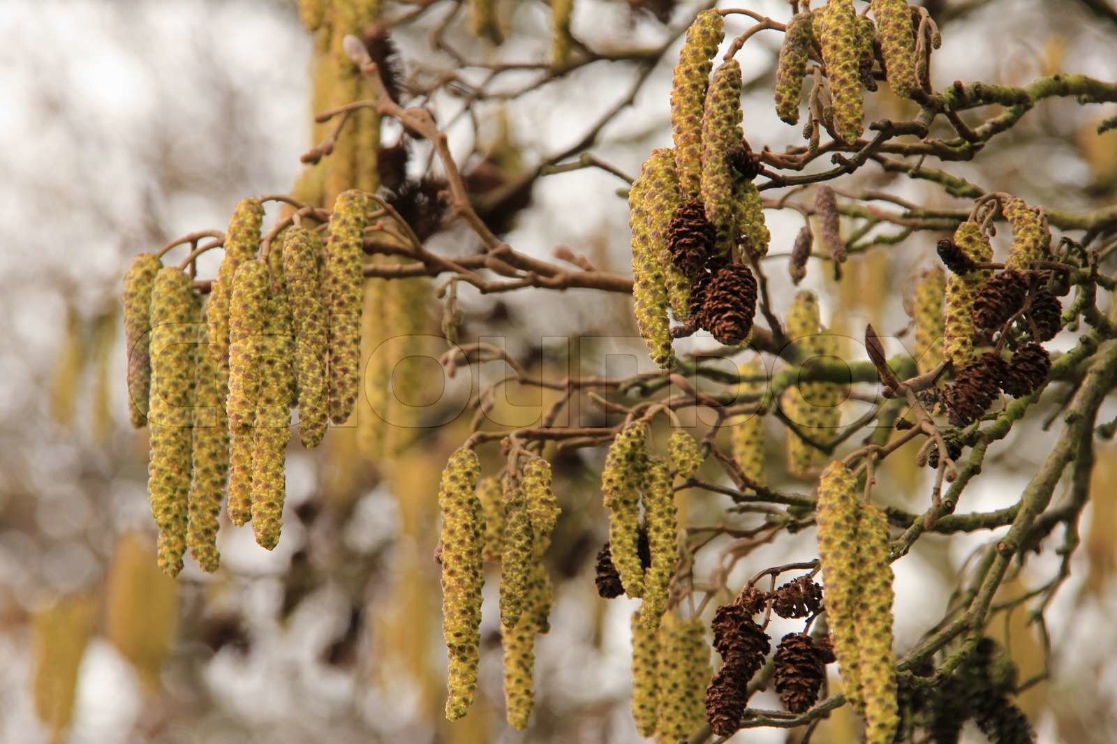 Common hazel, spring is coming. | Stock image | Colourbox