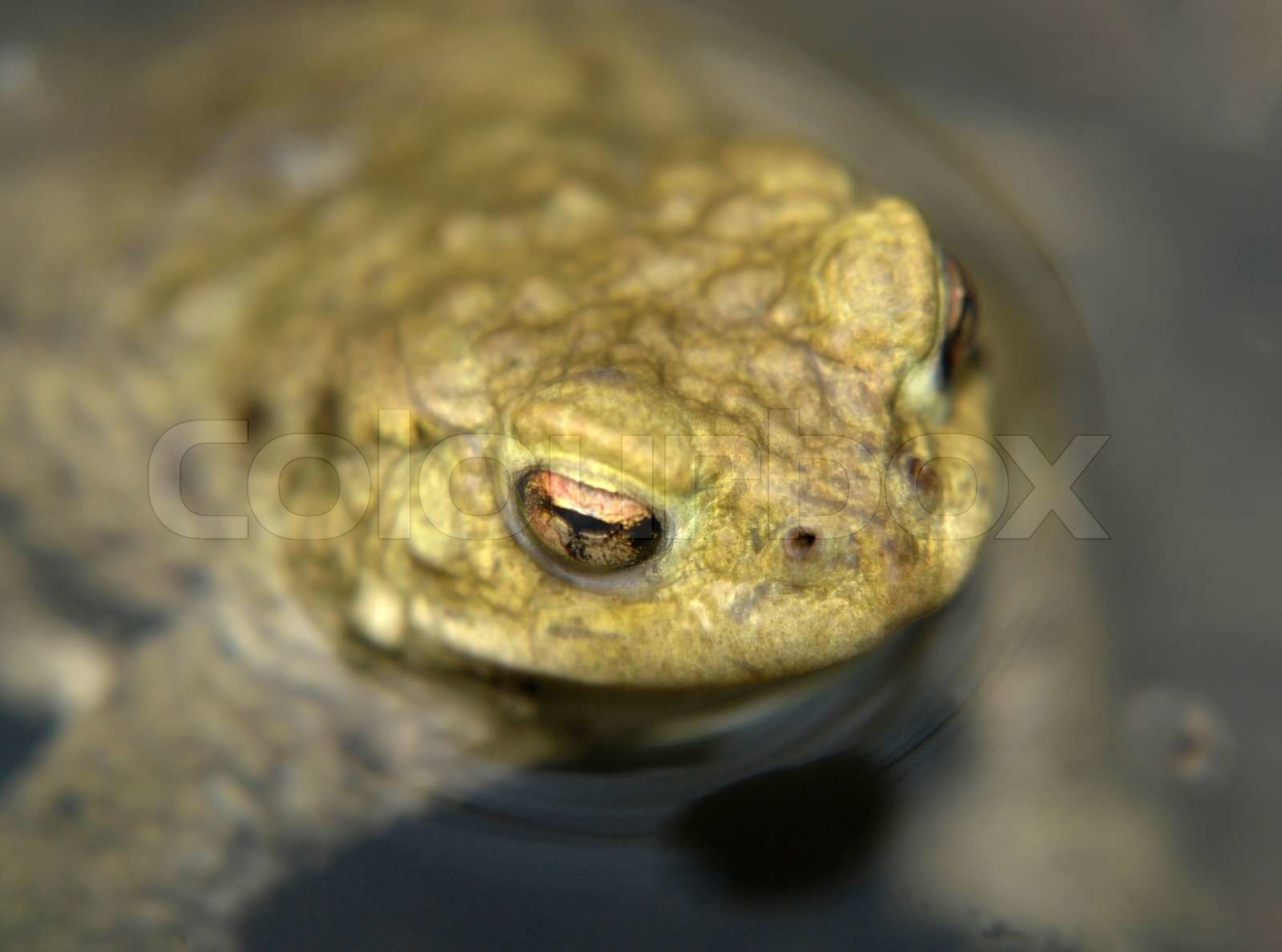 head of a common toad | Stock image | Colourbox